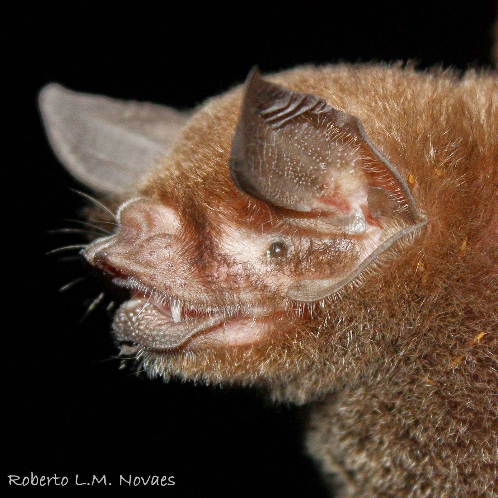 Pteronotus rubiginosus | ppbio.inpa.gov.br/inicio